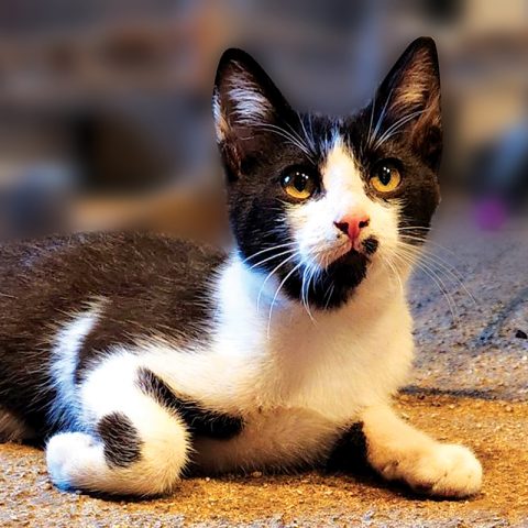 Catty | Little Hill Sanctuary