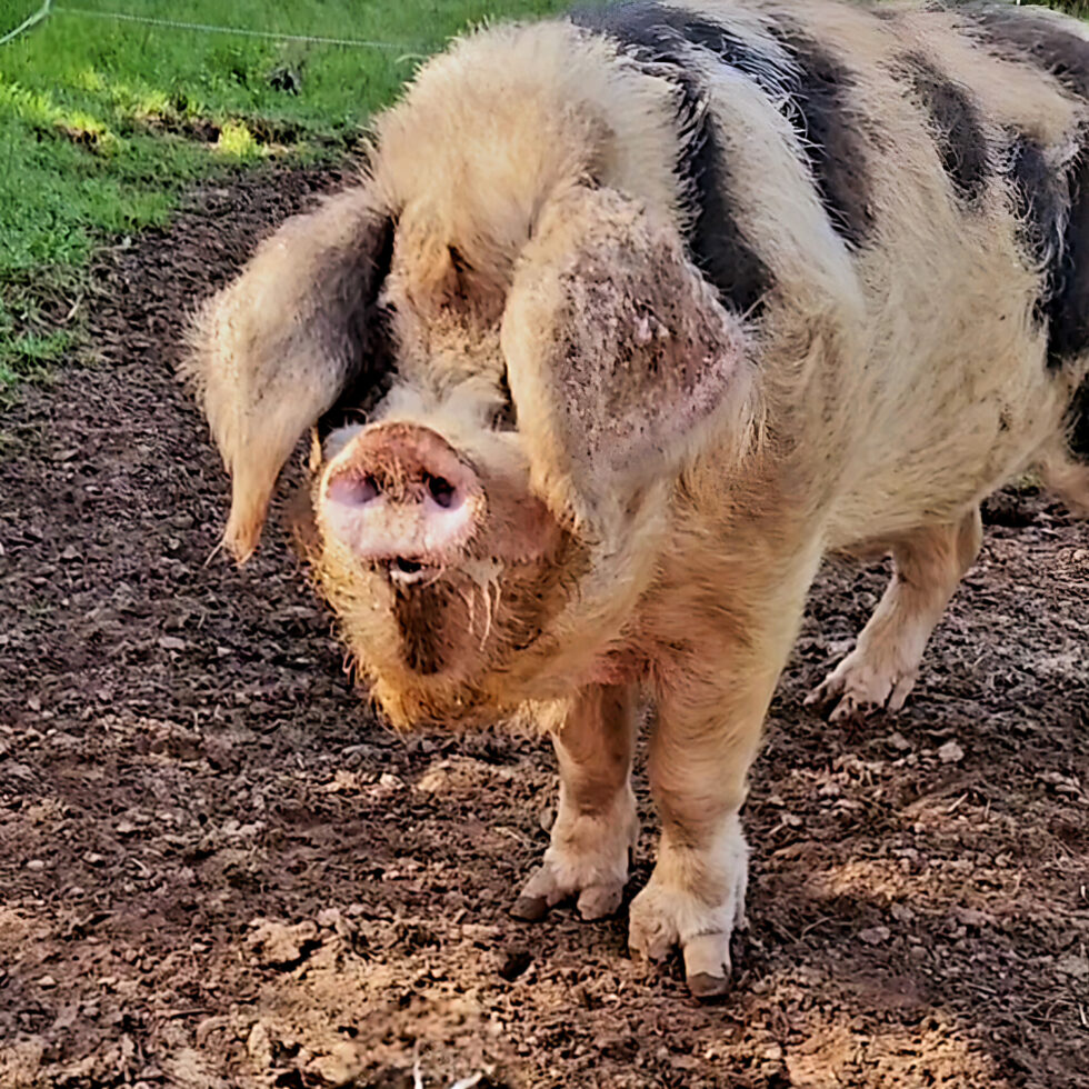 Bob | Little Hill Sanctuary