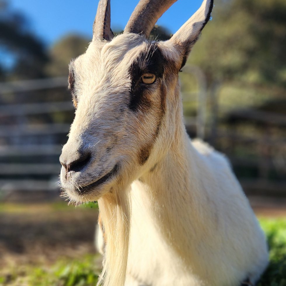 Princess | Little Hill Sanctuary